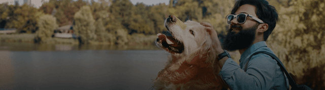 Golden Retriever Temperament Guide: Field vs Show Traits Explained